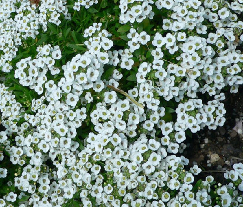 Seasonal Color - Mariposa Nursery & Retail Garden Center