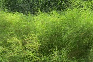 Ornamental Grasses - Mariposa Nursery & Retail Garden Center
