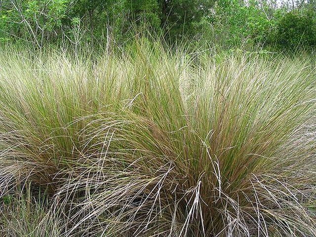 Ornamental Grasses - Mariposa Nursery & Retail Garden Center
