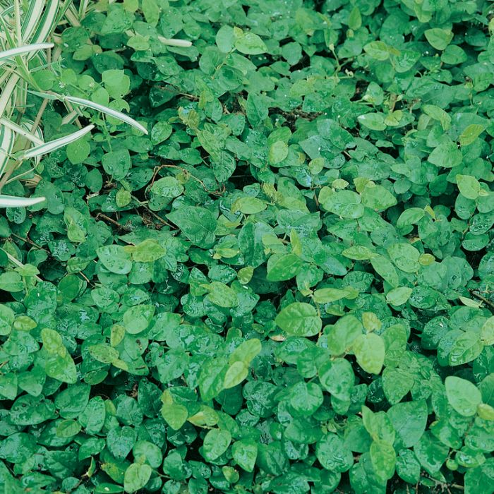 Groundcover - Mariposa Nursery & Retail Garden Center