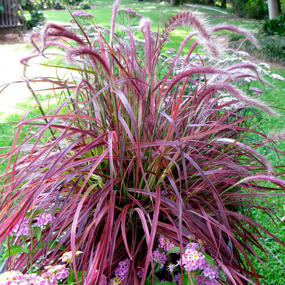 Ornamental Grasses - Mariposa Nursery & Retail Garden Center