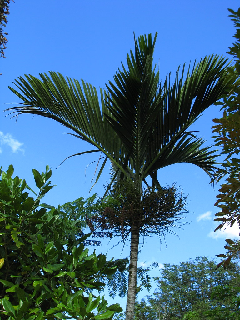 Cycads and Palms - Mariposa Nursery & Retail Garden Center