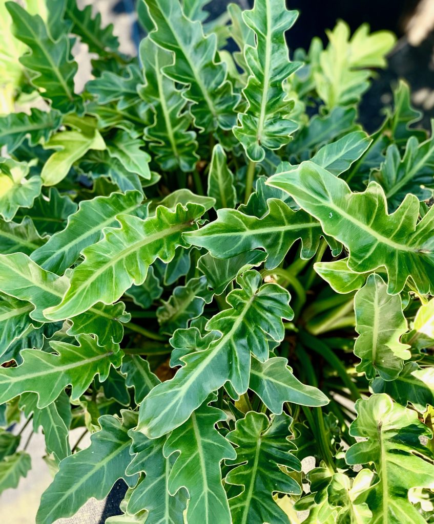 Ferns & Tropicals - Mariposa Nursery & Retail Garden Center