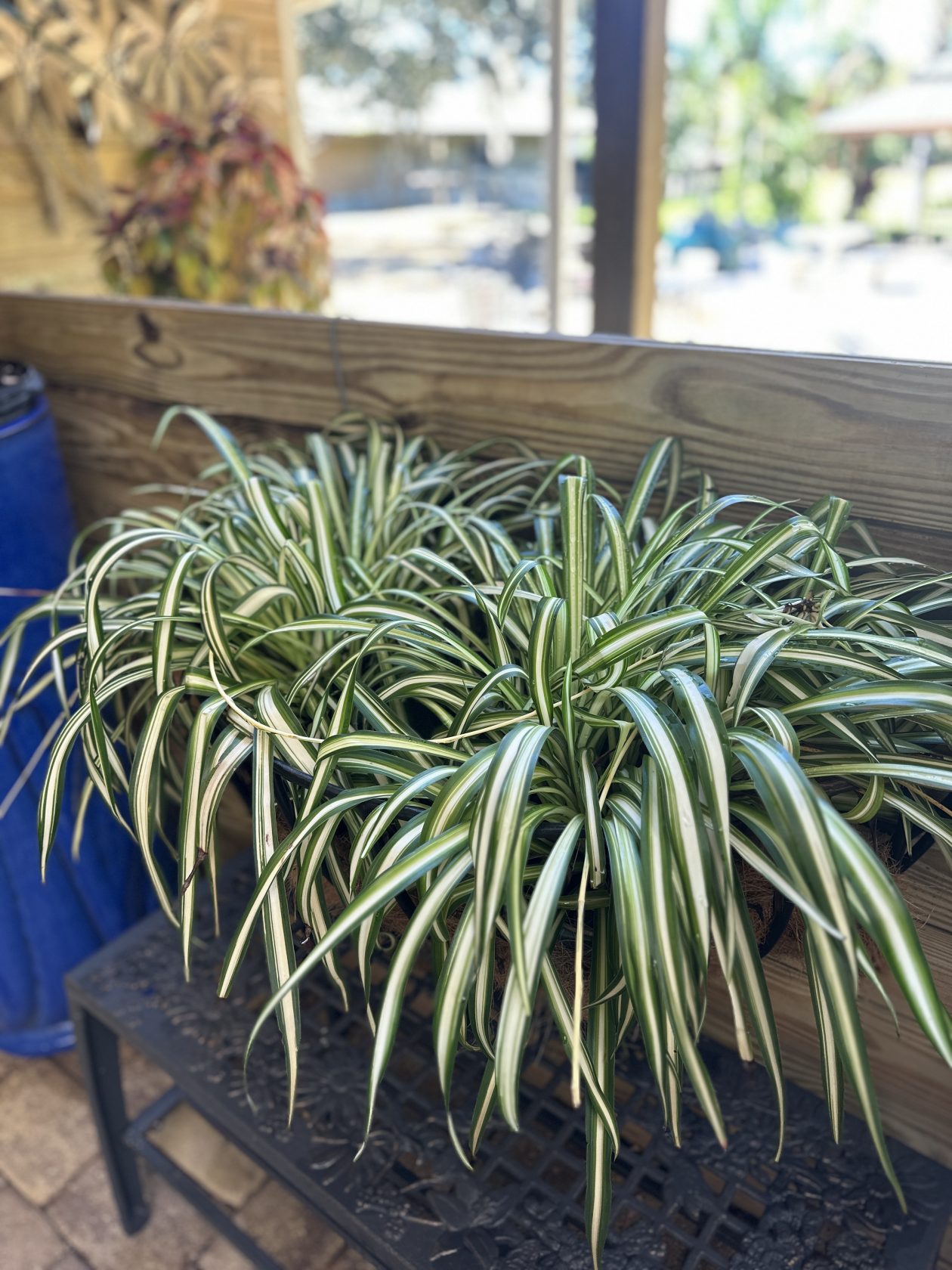 House Plants - Mariposa Nursery & Retail Garden Center